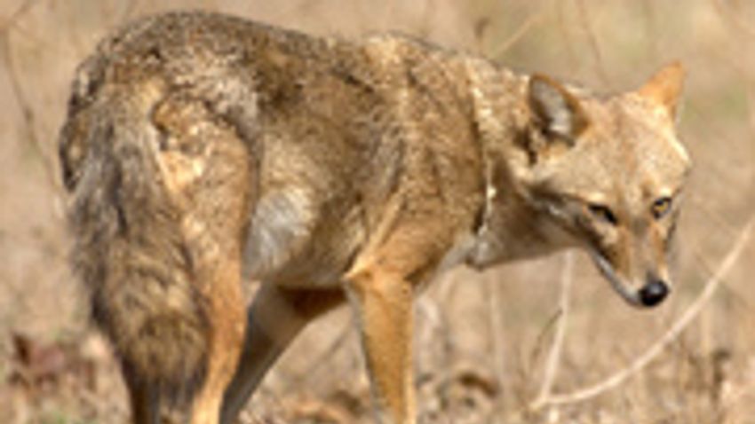 BAMA - Sakálportya: vadakat is veszélyeztethet a nádi farkas