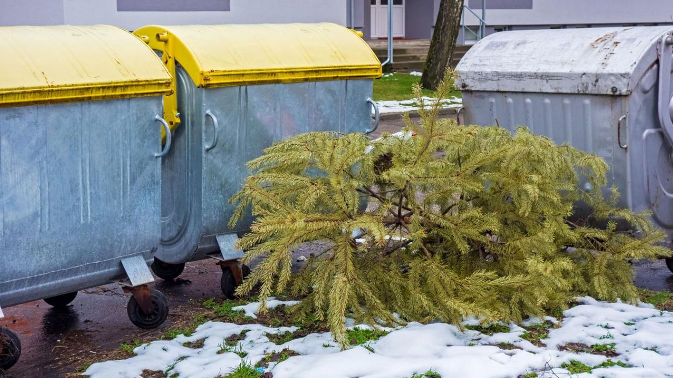 Nem a főtéri máglyán végzik idén a karácsonyfák