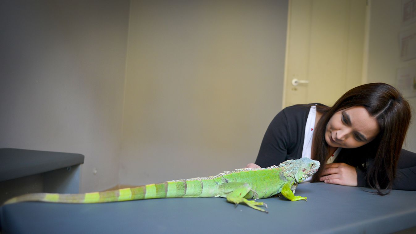 BAMA - Zöld leguánt mentettek a baranyai állatvédők