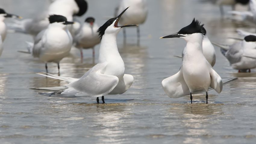 BAMA - A tengeri madarak kolóniáinak sem kegyelmezett a madárinfluenza ...