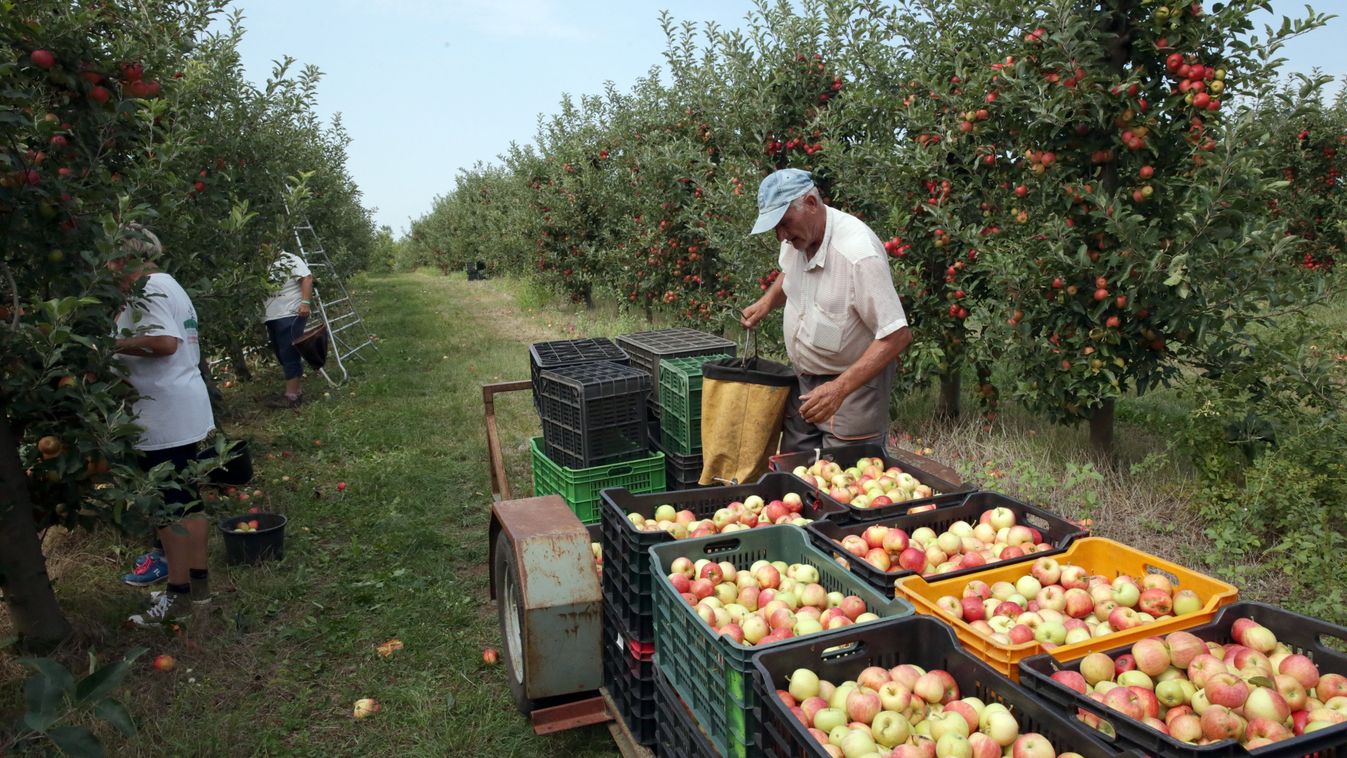Közös erővel szedhetünk gyümölcsöt péntektől Mozsgón