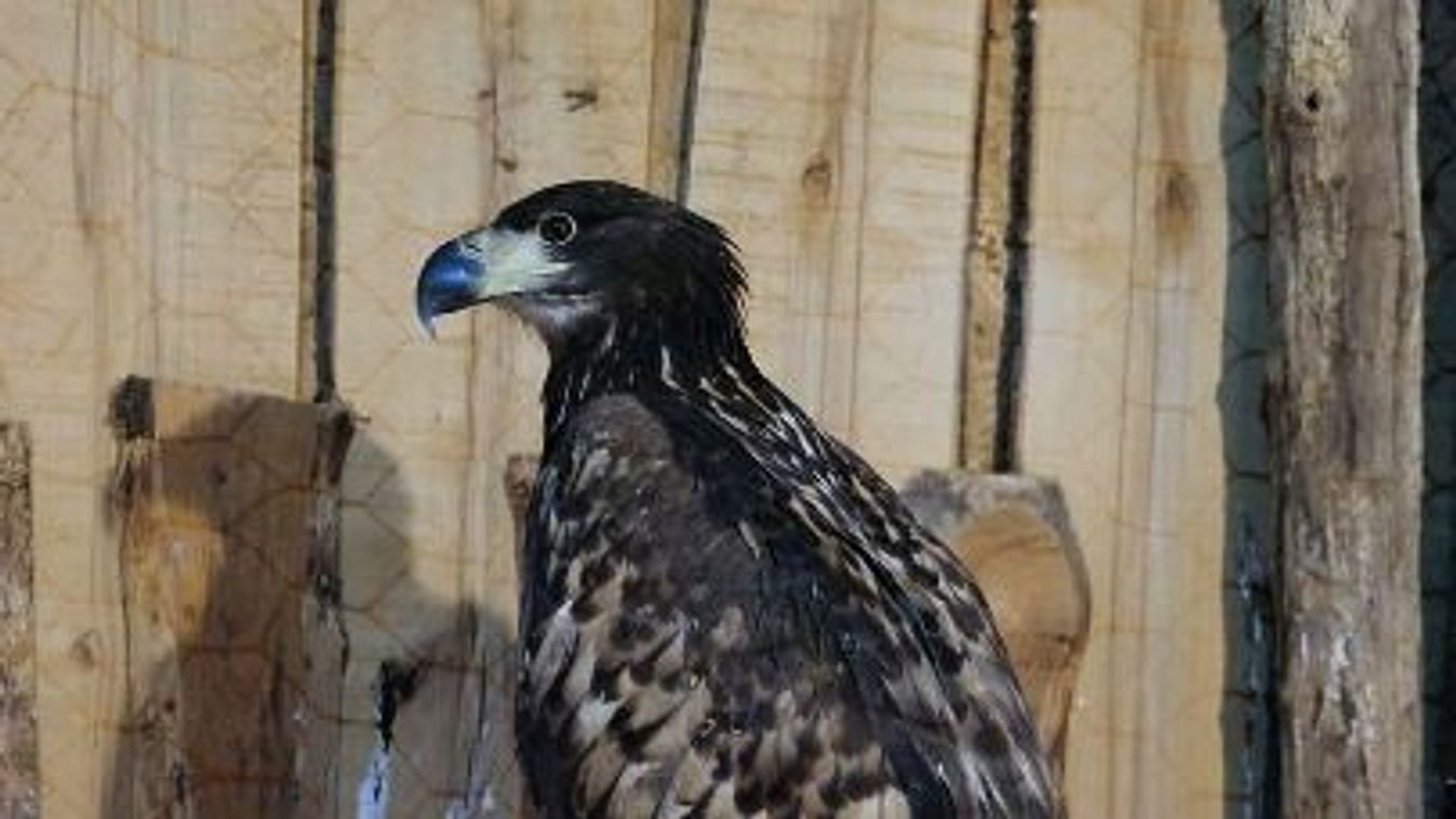 Mérgezés áldozata lehetett a sas