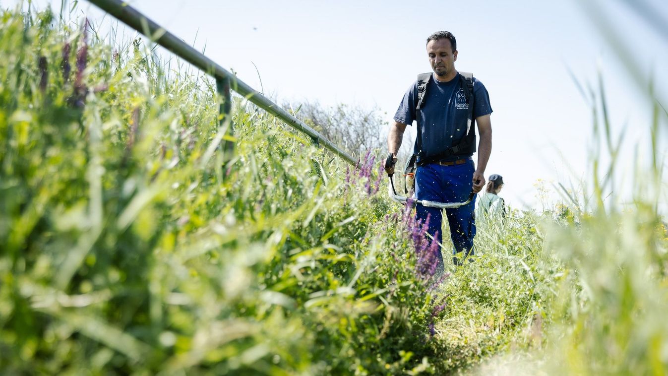 BAMA - Csaknem tízmillió négyzetméternyi területet kaszáltak le az utak ...
