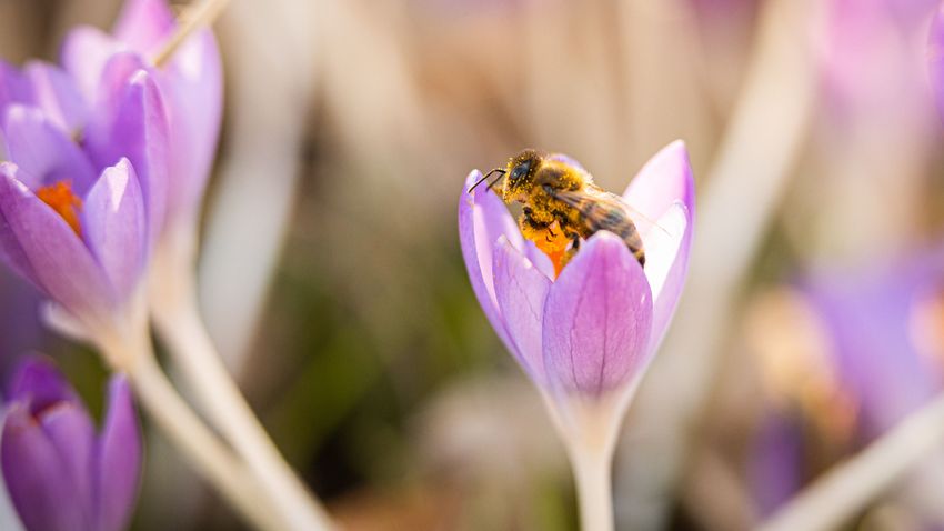BAMA - Olvasónk nem érti: eltűntek a beporzó rovarok Pécs belvárosából?