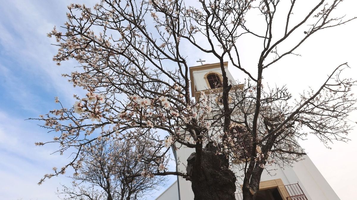 Mandulafa virágzásban gyönyörködhetünk a Mecseken