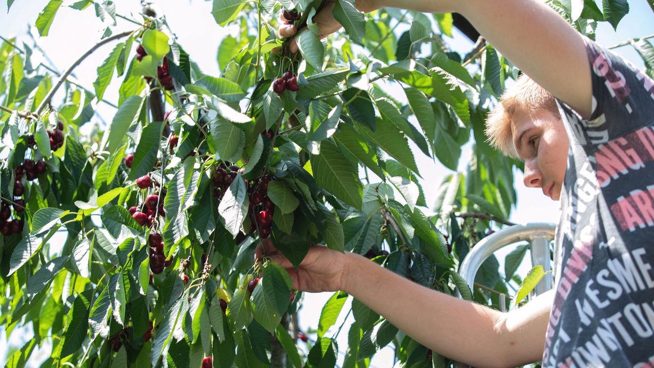Tilos a cseresznyeszedés Hosszúhetényben, de nem foglalkoznak vele az emberek