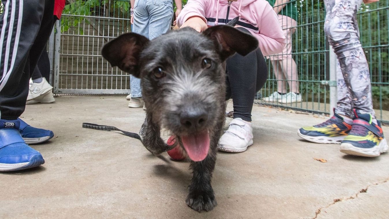 Örülnek az ebek és a gazdik is, új kutyafuttatót avattak a kisvárosban