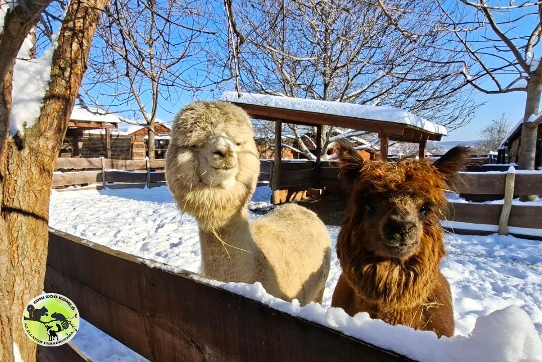 Napi cuki: így fogadták a havat a Mini Zoo vidám állatai – VIDEÓ