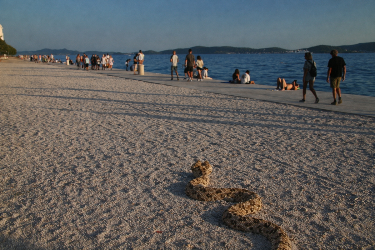 Mérges kígyók jelentek meg a magyarok kedvenc turistaparadicsomában ...